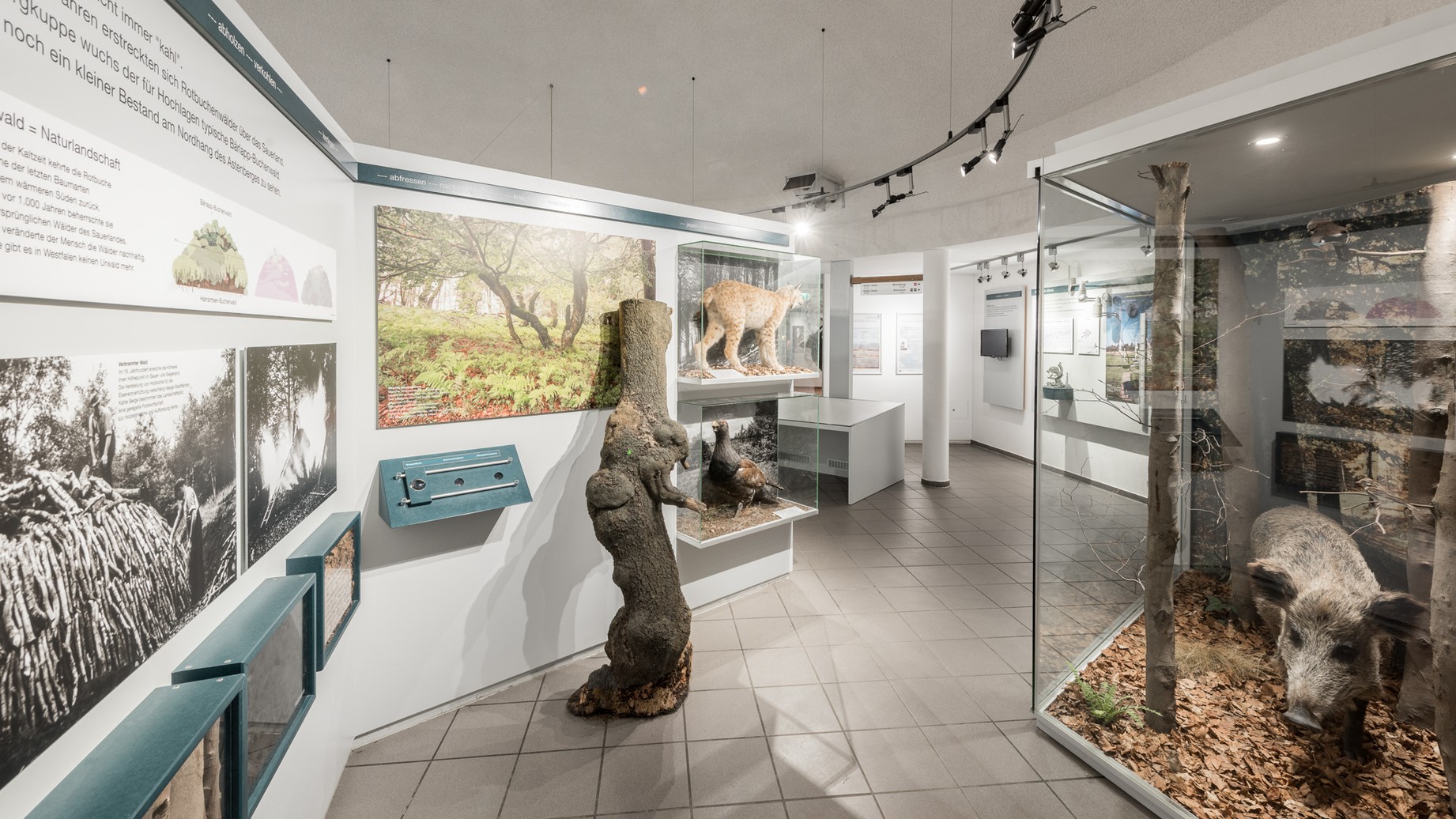 LWL | LwL-Naturkundemuseum-Münster - Besucherzentrum Kahler Asten - LWL ...