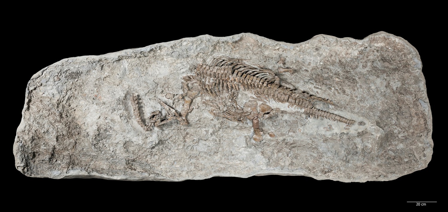 LWL | überLeben - Landesausstellung Münster - LWL-Museum für Naturkunde ...