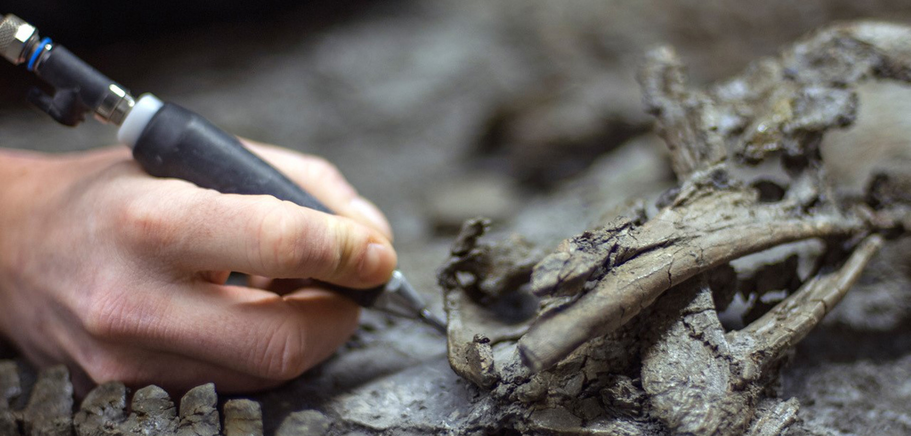 LWL | LWL | Naturkundemuseum | Wissenschaft | Präparation | Geologie ...